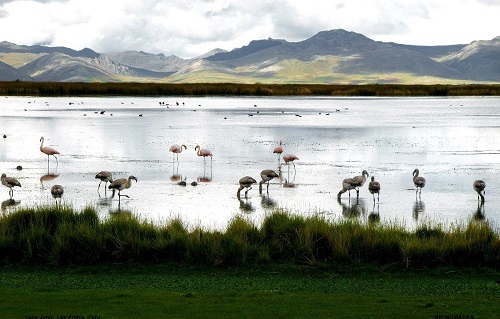 Lago de Junín en Junin