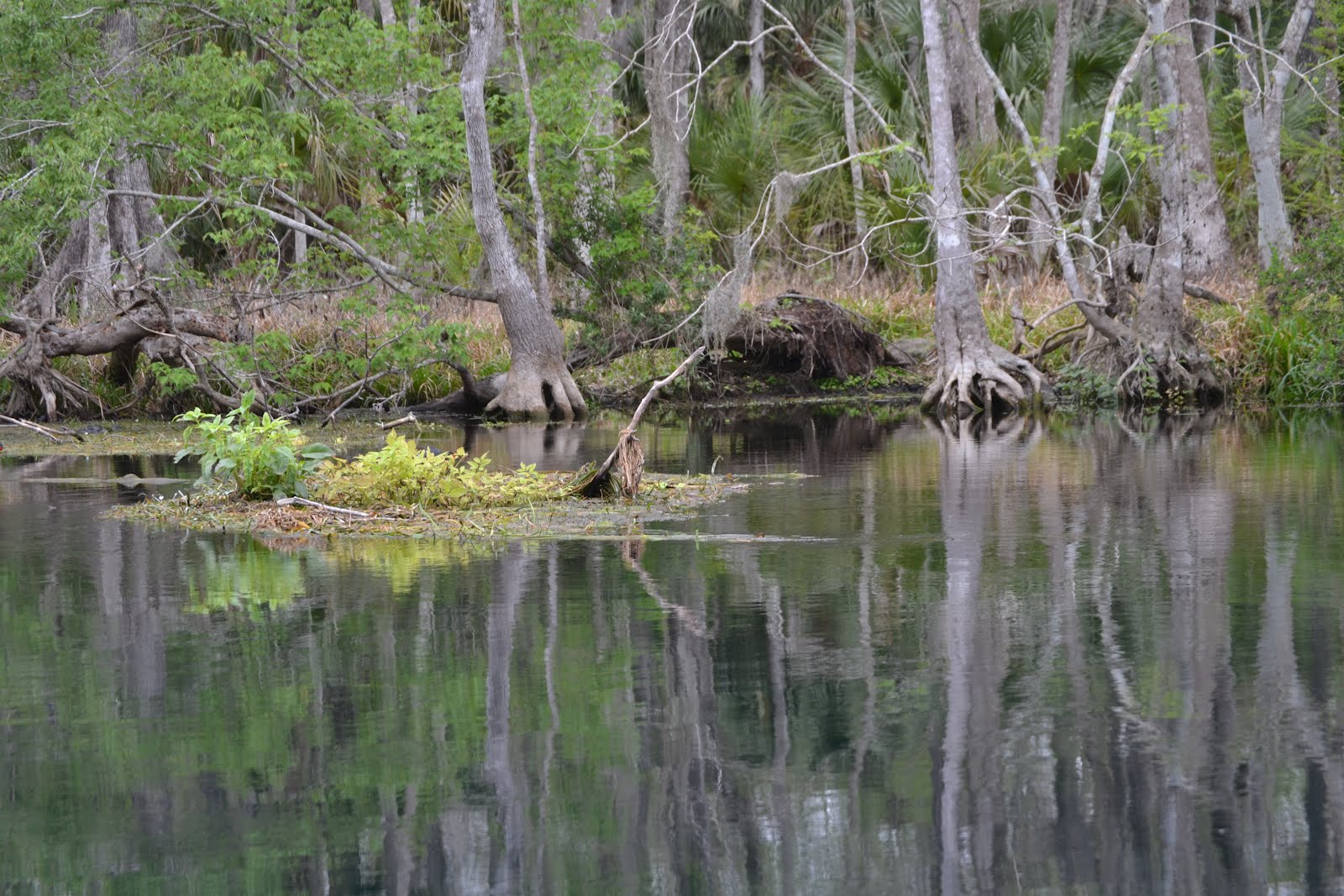 Epi Hi Adventures: Silver River State Park, Ocala, Florida