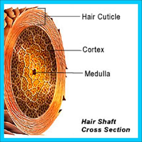 Need a Little Hairapy?: Hair 101: What is Hair Made of?