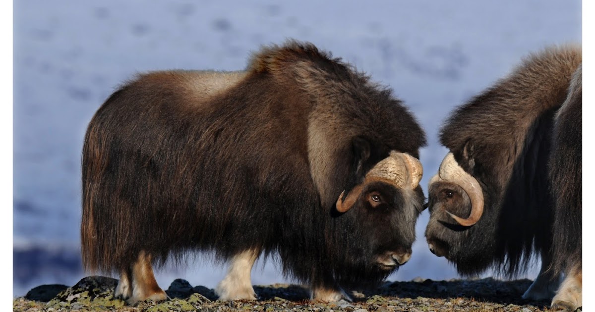 Biofoto Midt-Norge: Medlemsmøte 26. mars