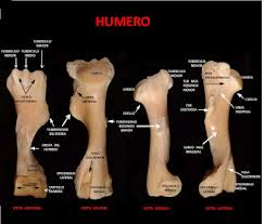OSTEOLOGÍA VETERINARIA - Mundo Animal