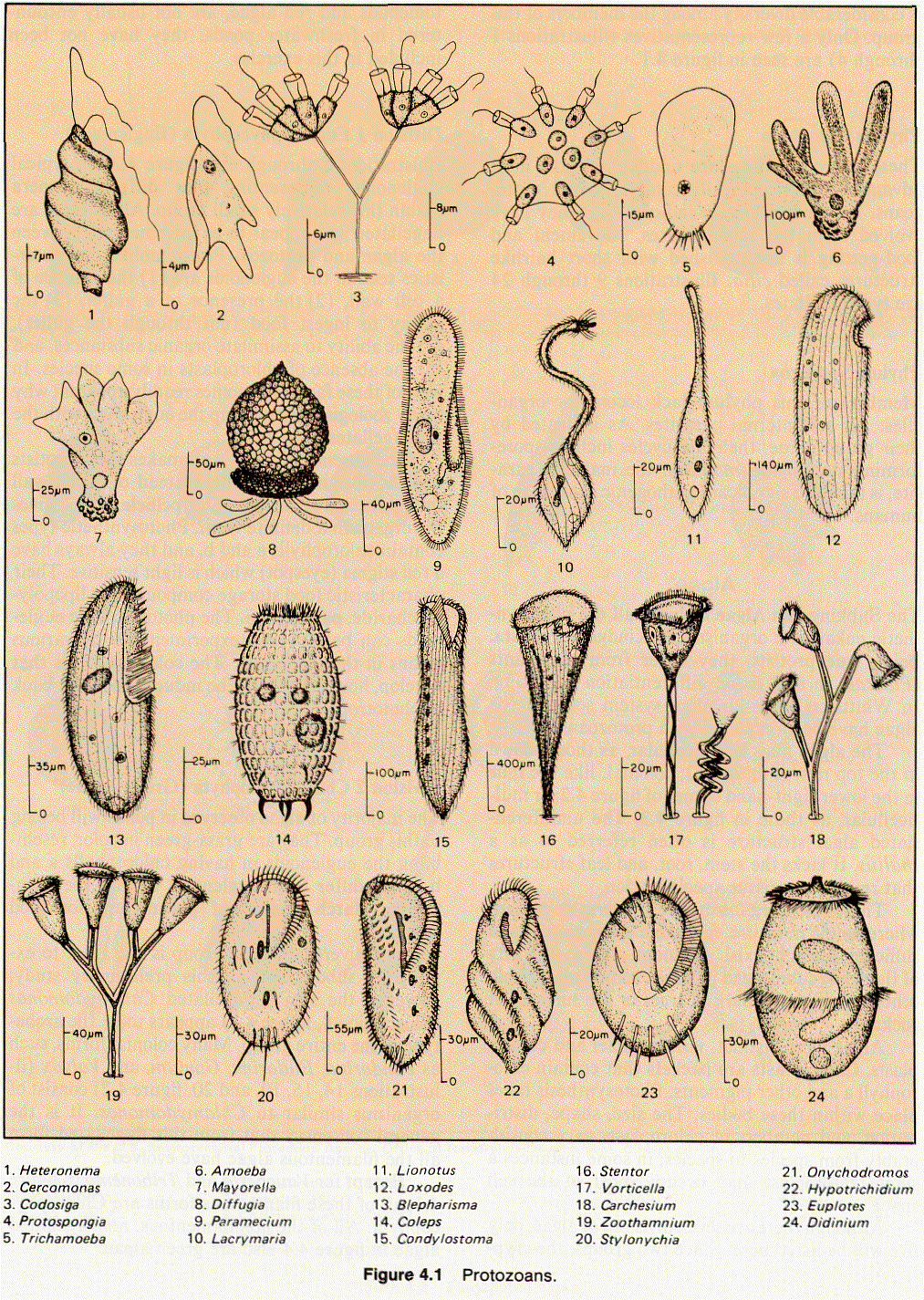 Blog Juruteknologi Makmal Perubatan @ MAD LAB BLOG: PROTOZOA