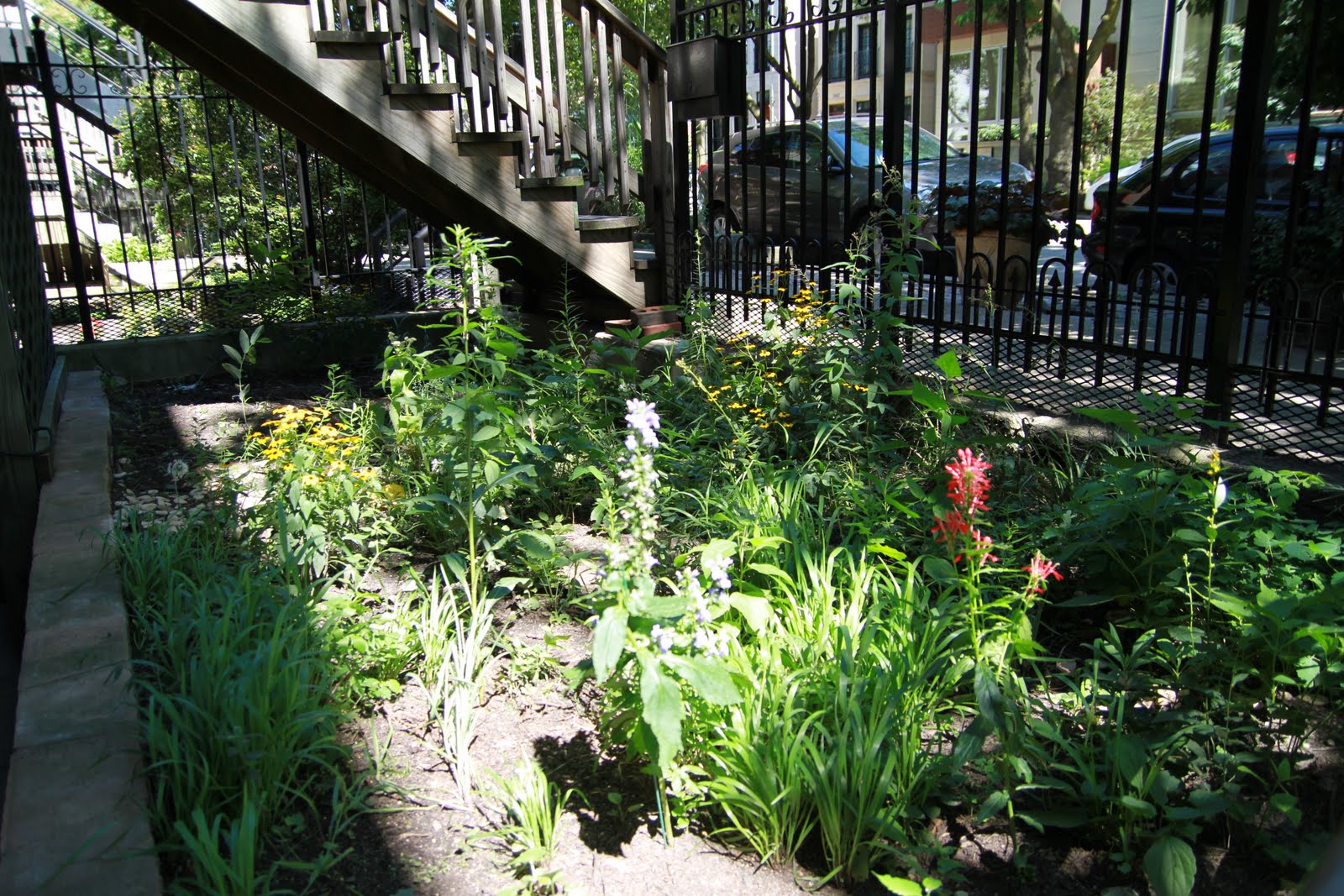 Chicago Native Plants