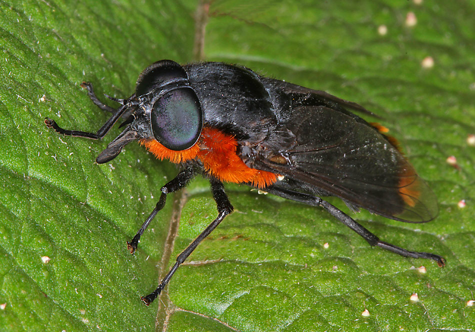 Chaqueta Amarilla:::.-.-.: Tábano negro o coliguacho