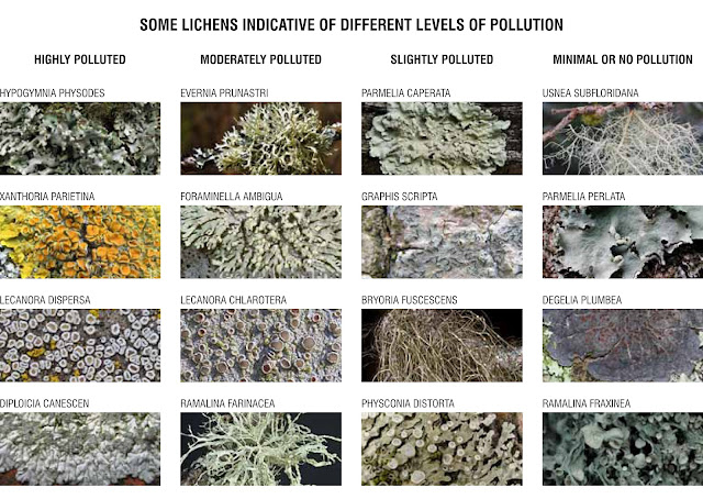 biomimicry KTH: LICHEN AS A POLLUTION INDICATOR