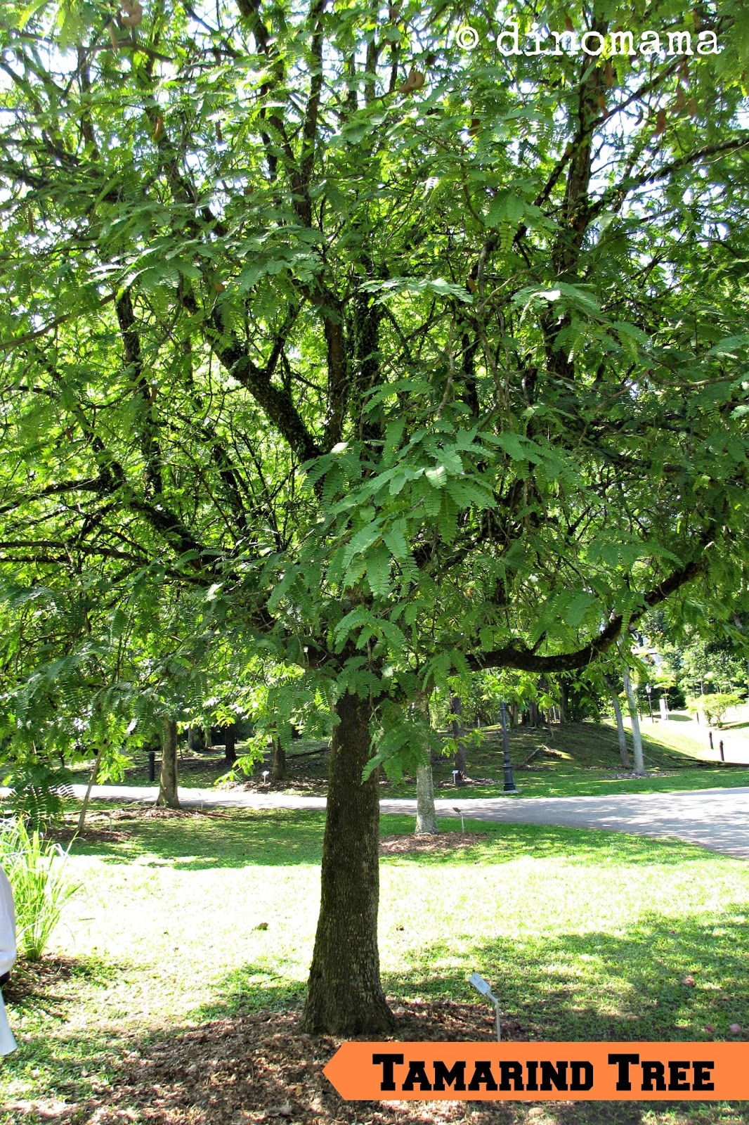 Know your Herbs & Spices at Jacob Ballas Children’s Garden ~ We are the ...