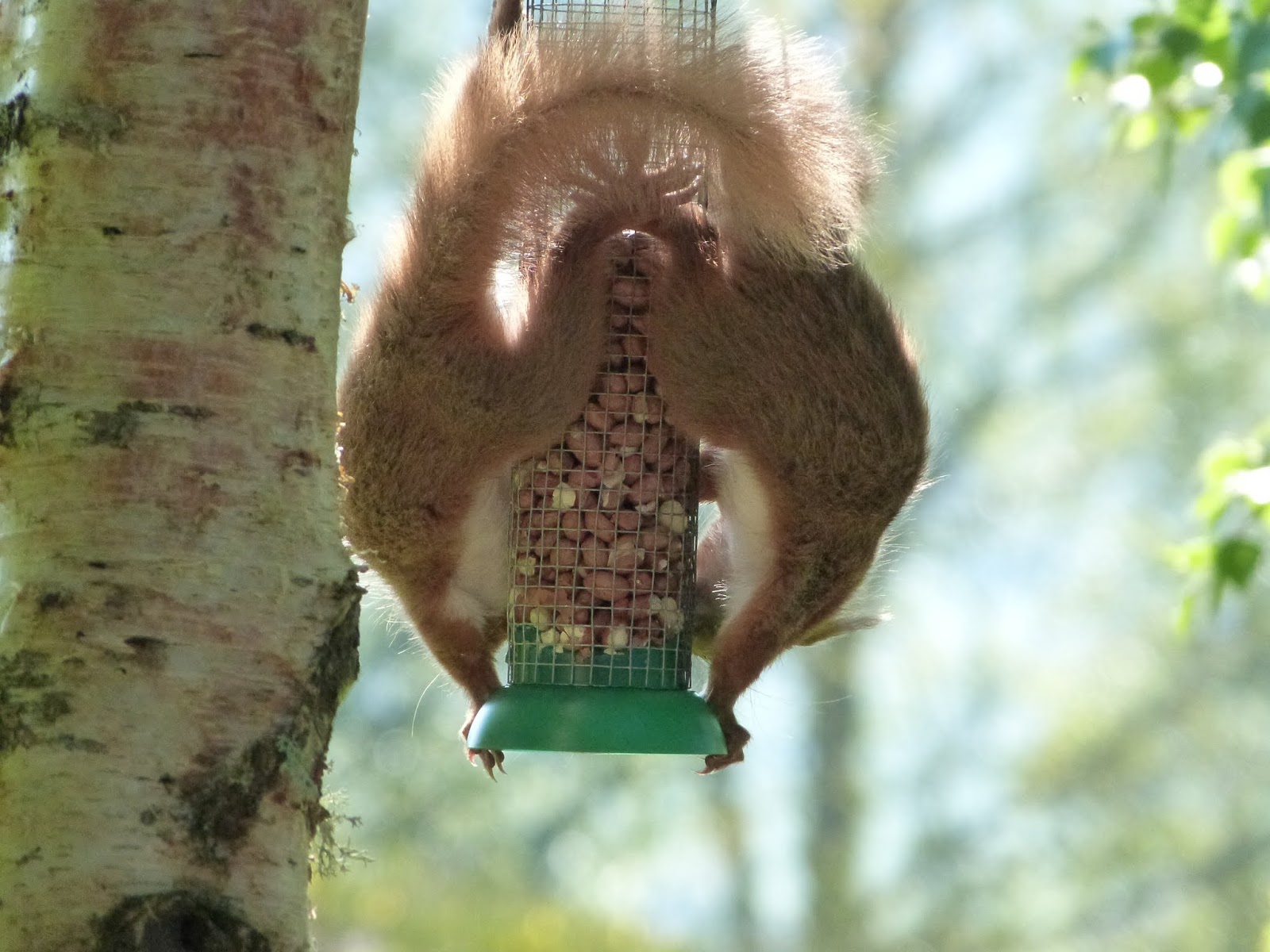 Joan Lennon's Blog: A Perseverance of Squirrels