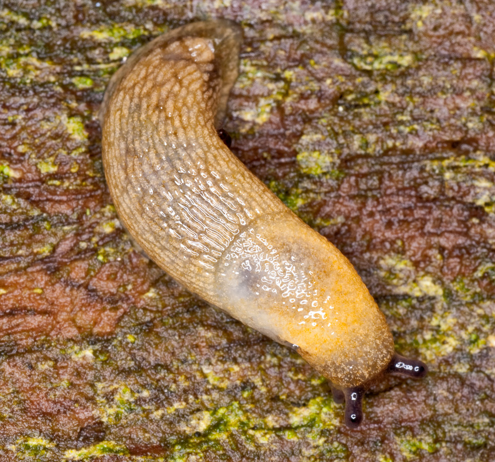 Land Snails and Slugs of Pennsylvania and New York: Instead of Looking ...