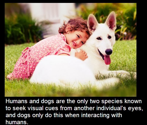 Did you know that Humans and dogs are the only two species known to ...