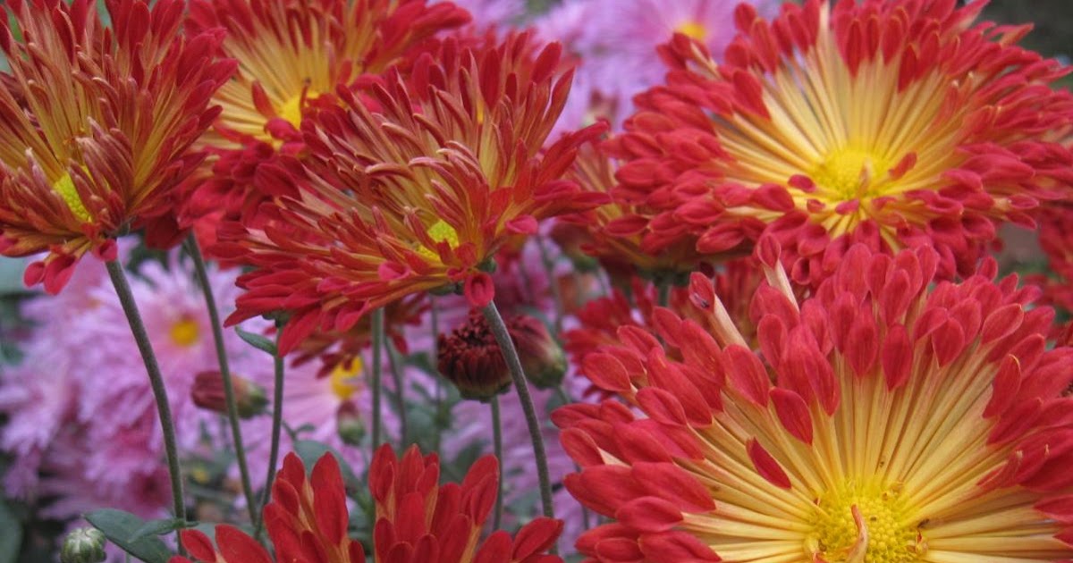 Arrowhead Alpines Blog: Favorite plants of 2011: Part 1