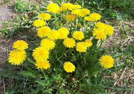 16 Khasiat Akar Bunga Dandelion Untuk Kesehatan | Khasiat