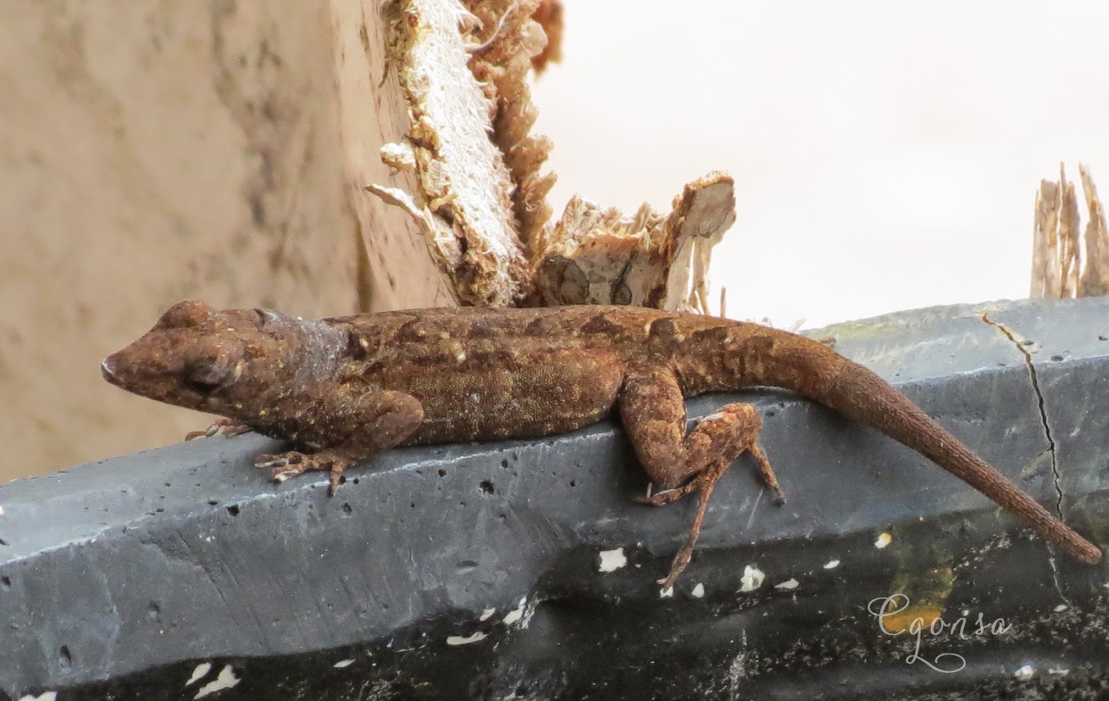 The Backyard Oasis: Brown Anole Lizard spinal cord injury/paralysis ...