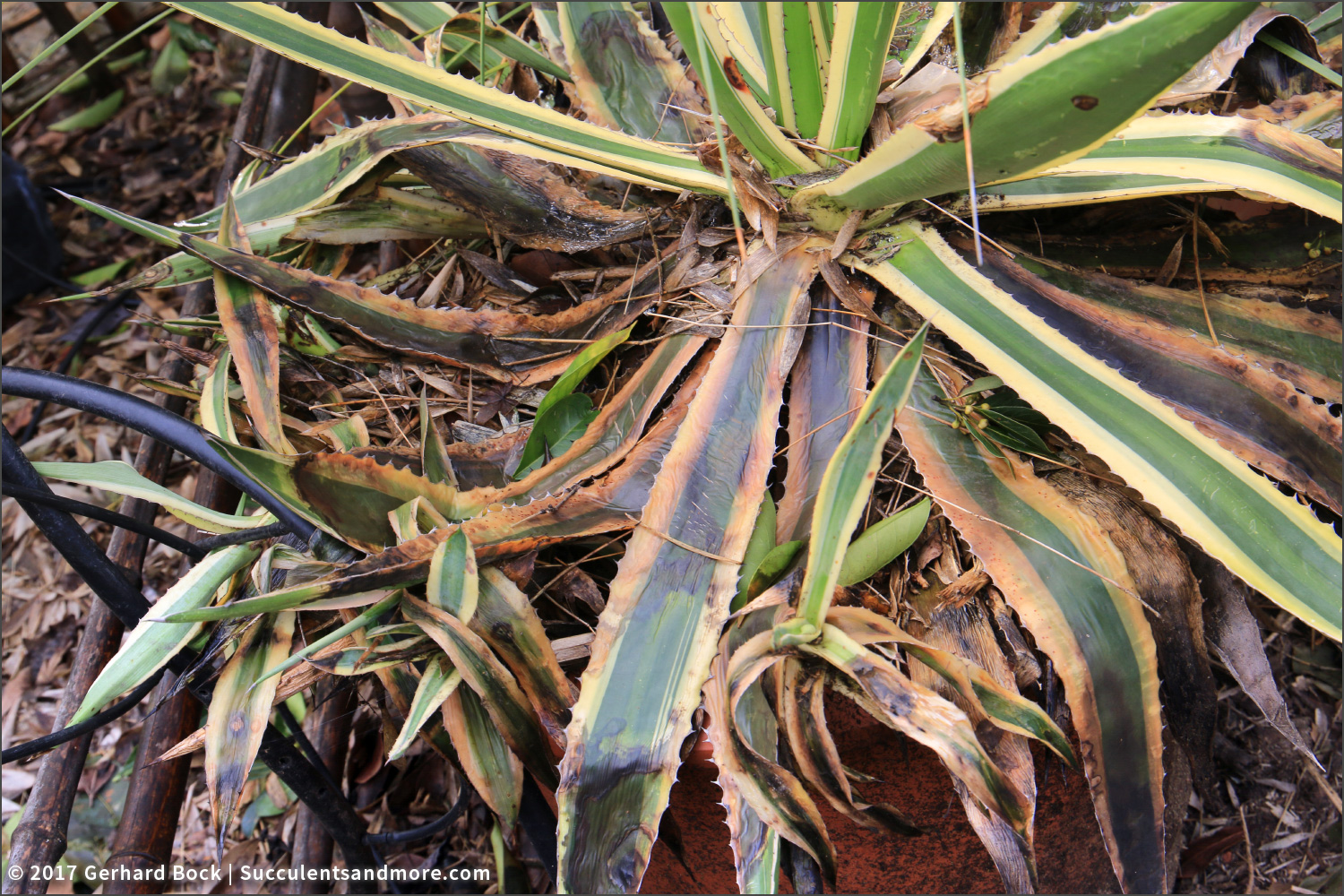 Succulents rotting in drought-busting rain