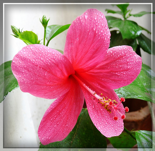 Shoe Flower (Jasood)(Hibiscus Flower)