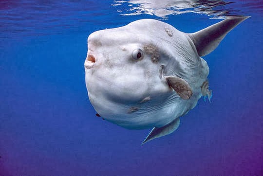 Artes de Pesca: EL PEZ LUNA