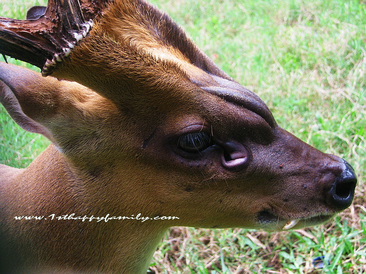 A Strange-Looking Deer
