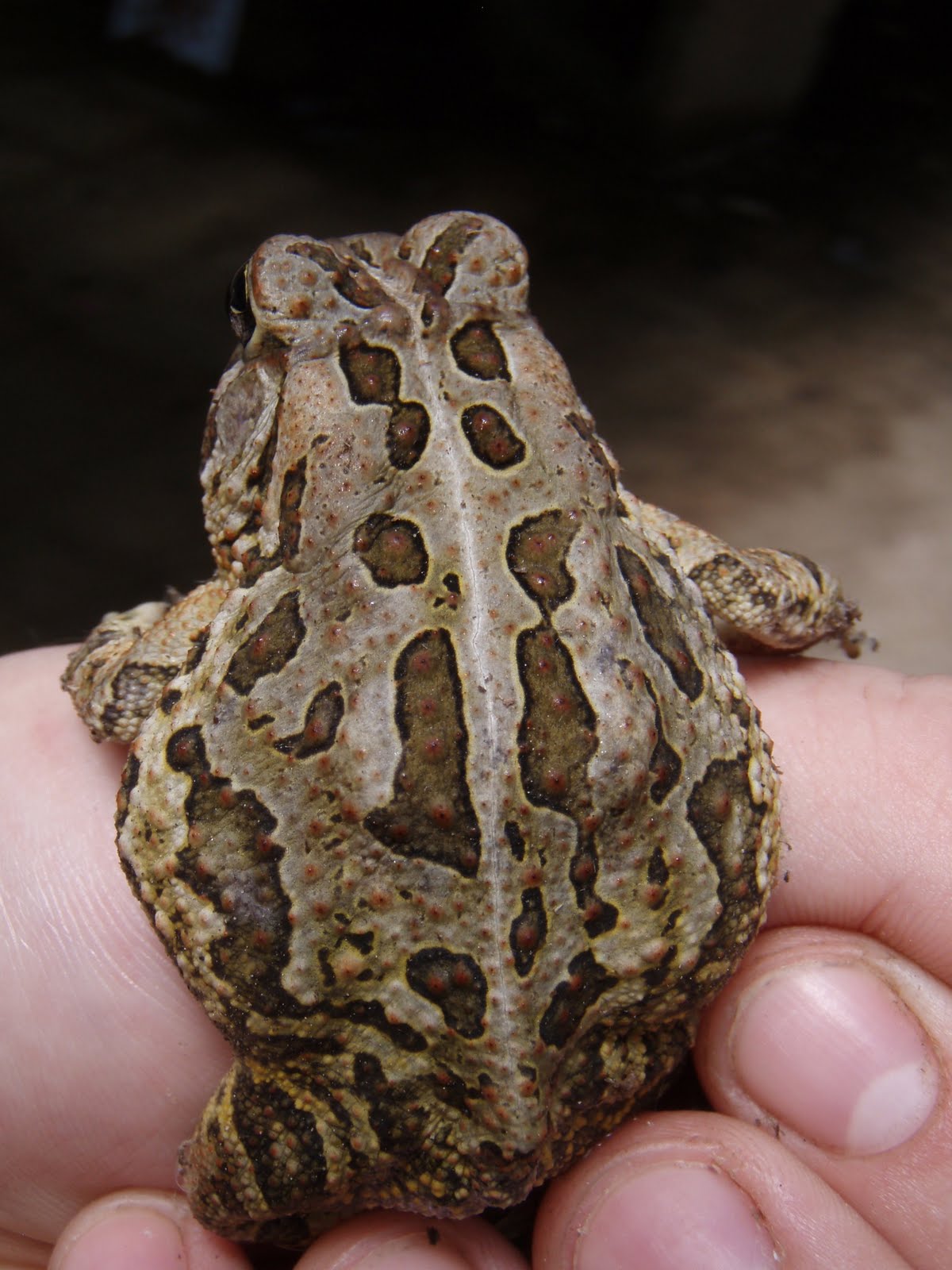 Plants and Wildlife of New Jersey: Fowler's Toad--Bufo fowleri