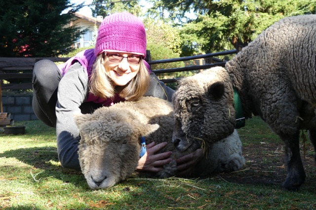 (Inter) National Hug A Sheep Day