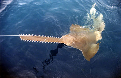 Smalltooth Sawfish