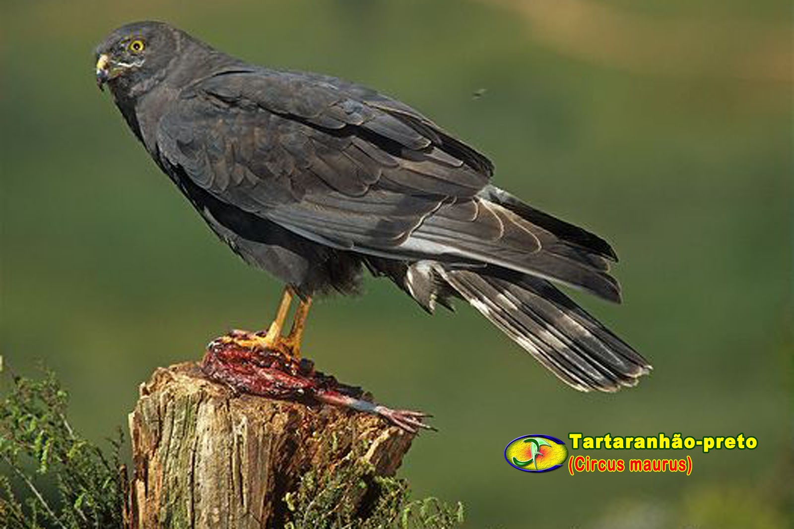 ORNITOLOGIA: Tartaranhão-preto (Circus maurus)