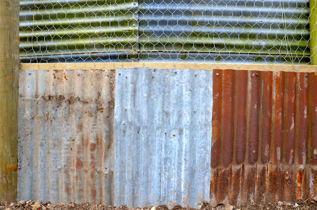 dandelion: Chooks make me happy