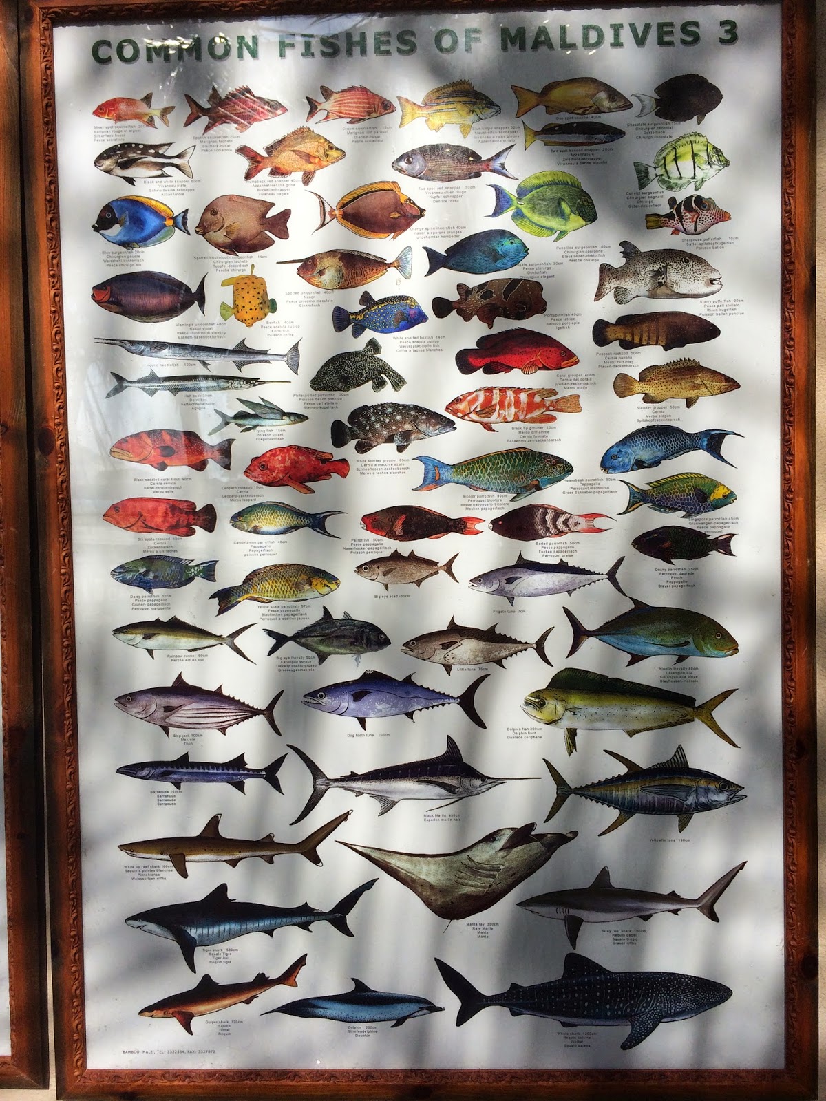 Snorkeling Huvafen Fushi - Maldives - Travel is my favorite Sport