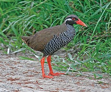 Okinawa Rail | The Animals Biography