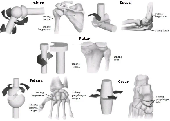 Struktur dan Fungsi Rangka pada Manusia | Mikirbae.com