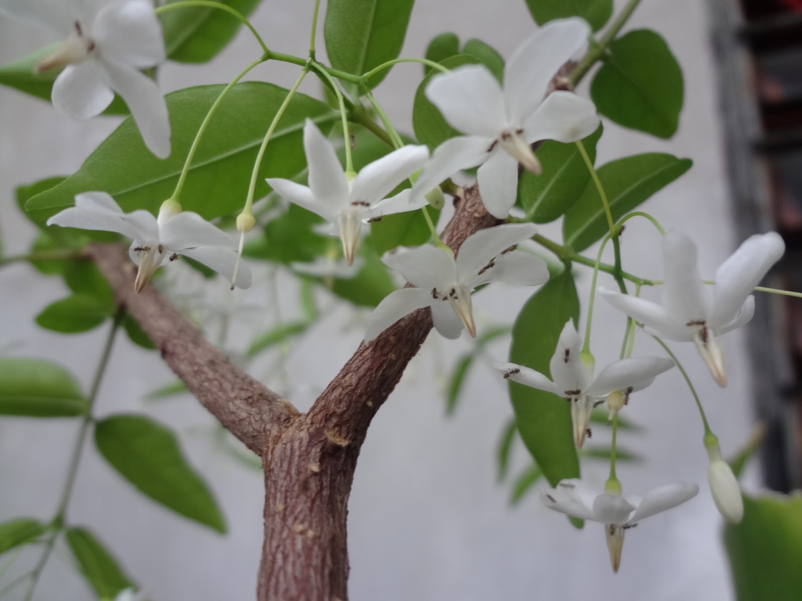 Petuapaje.blogspot.com: Bunga-bunga Putih Di Halaman Anugerah Alam