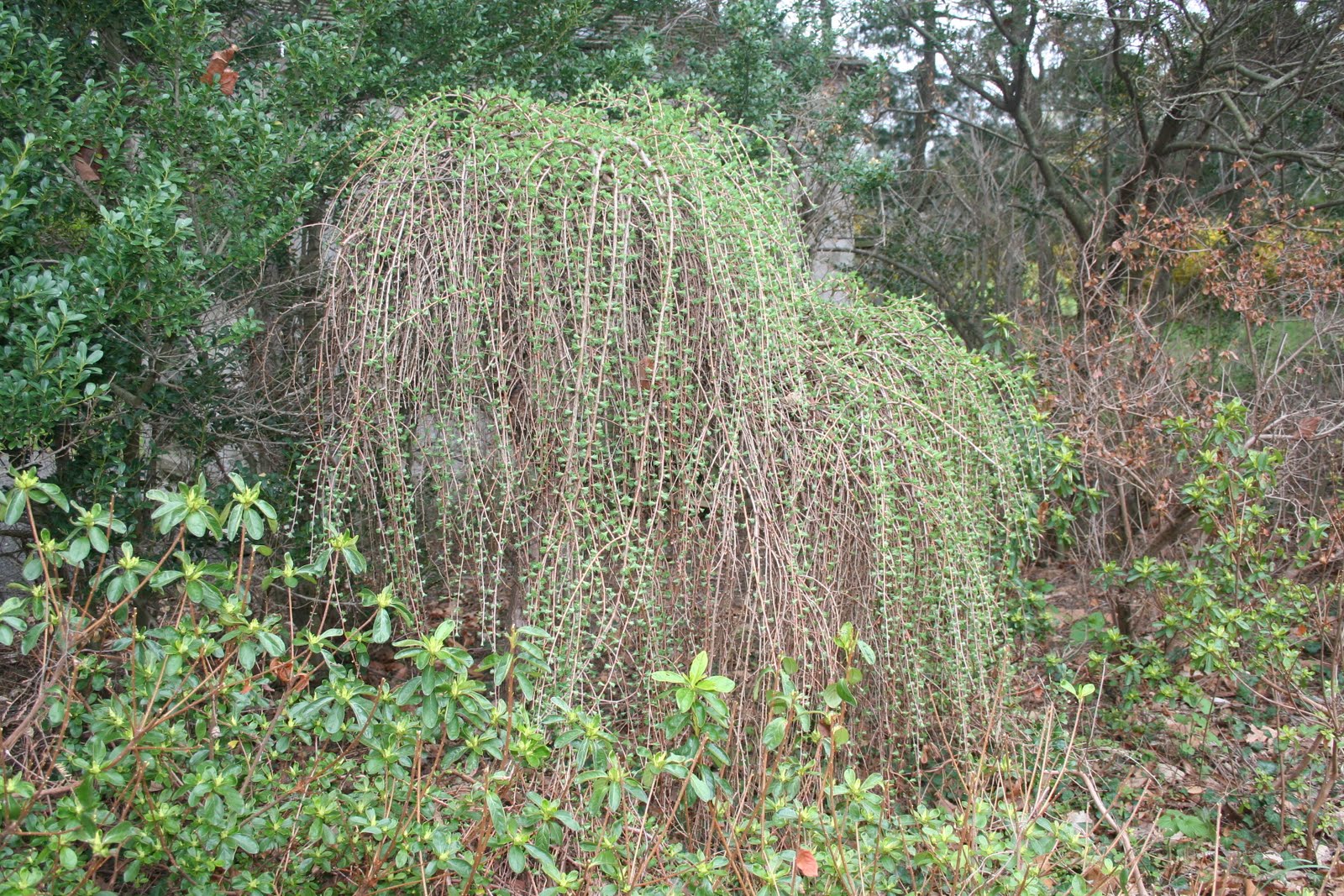 Field Journal for Trees in the City Course: Tree 16: European Weeping ...