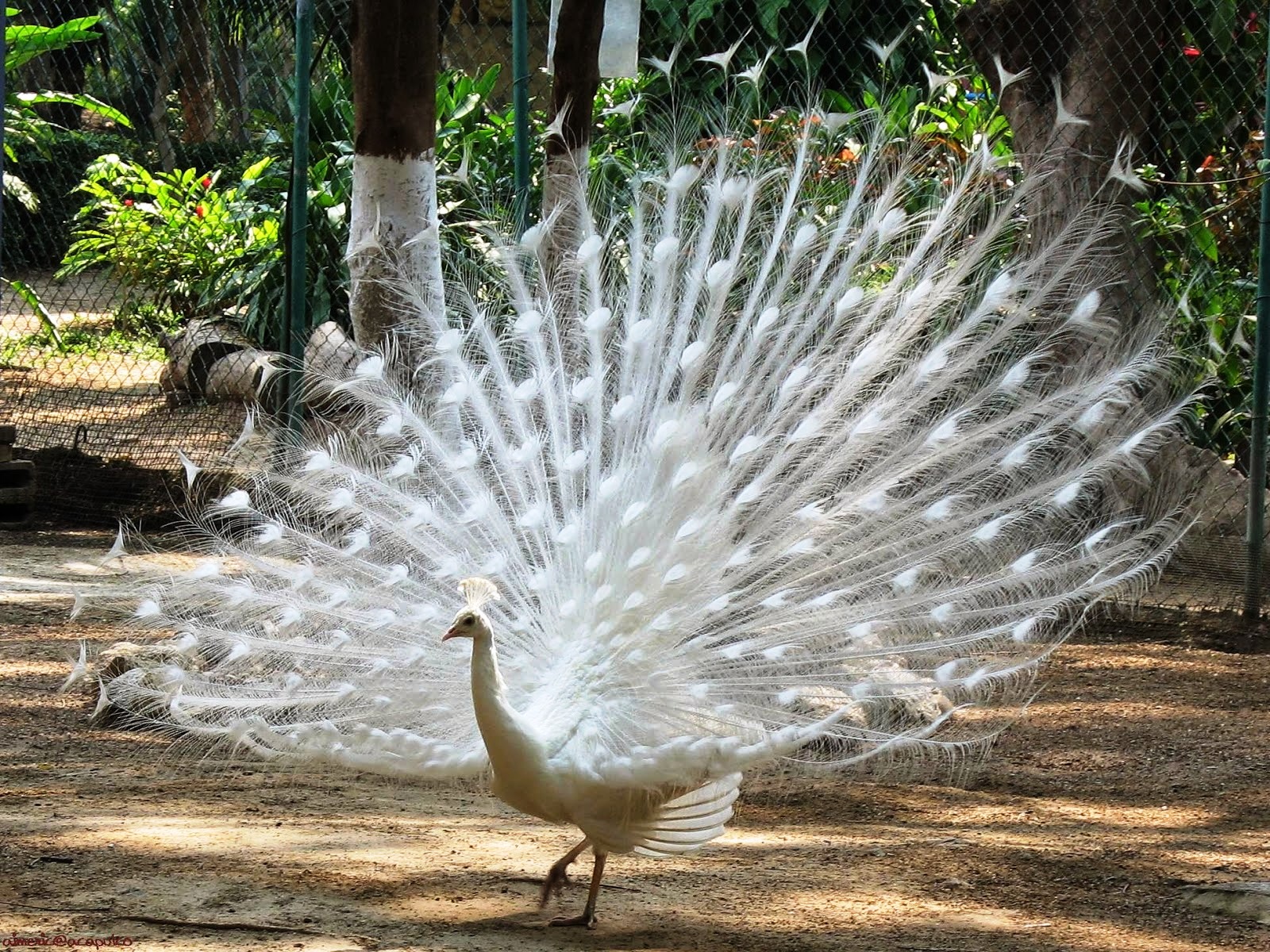 Kumpulan Gambar Burung Merak Cantik Terbaru | GambarBinatang.Com Kumpulan Gambar Burung Merak Cantik Terbaru | GambarBinatang.Com