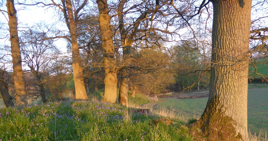 Shadows in the Mist: The Quest for a Historical King Arthur: THE APPLE ...