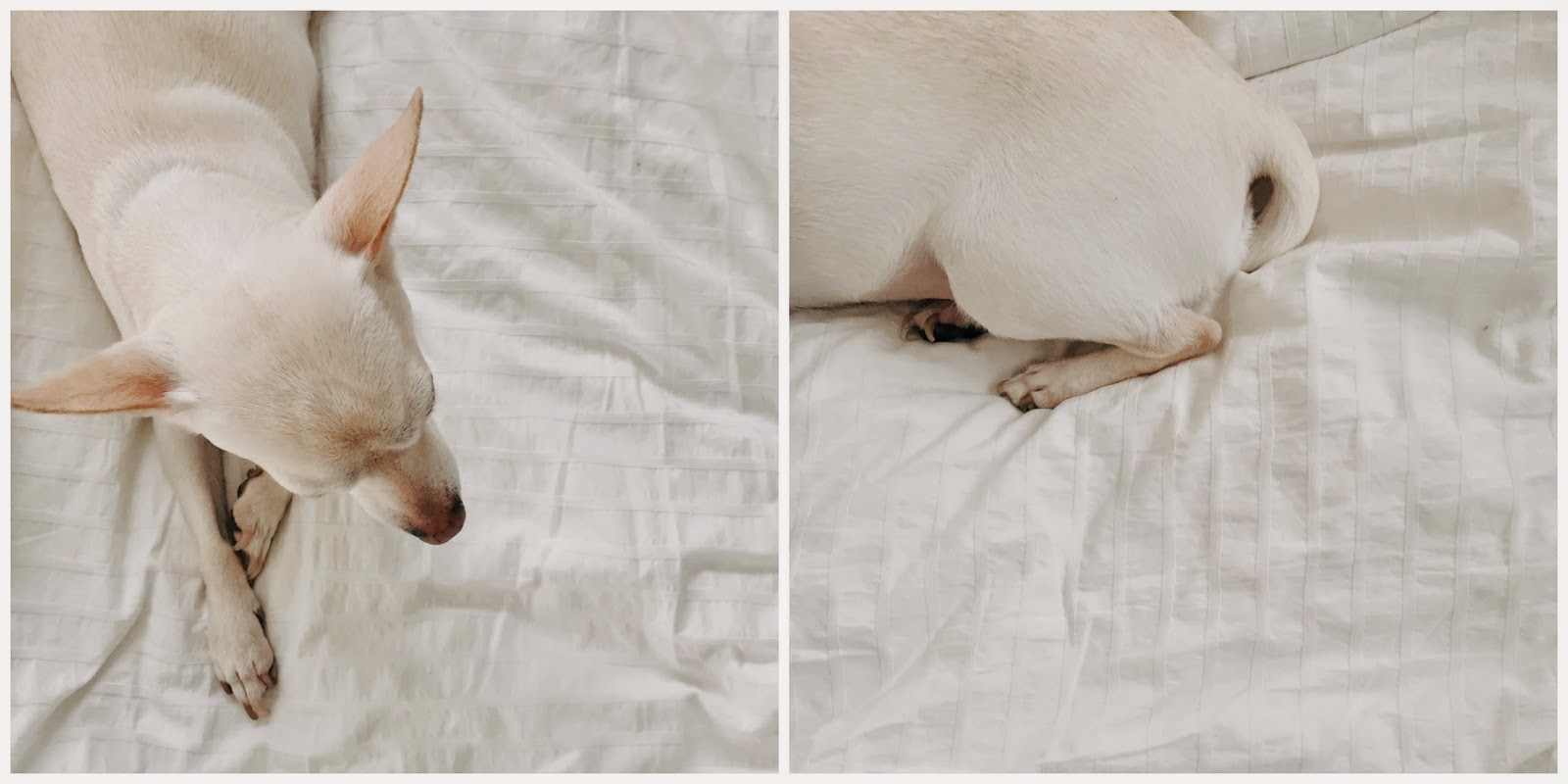 puppy love weekend | elle • tilby
