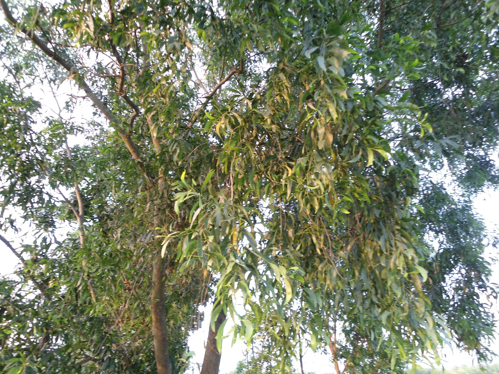 DIFFERENT AGROFORESTRY TREE SPIECES IN BSMRAU CAMPUS