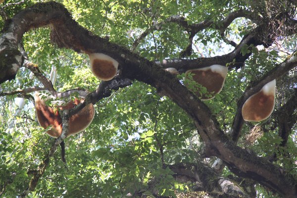 Madu Asli 100% Pure Honey: Madu Hutan