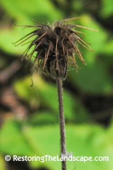 Restoring The Landscape With Native Plants: Native Plants That Develop Burs