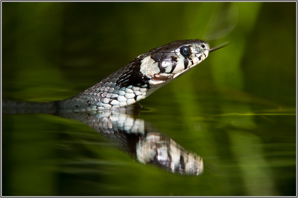 TOM DYRING WILDPHOTO / NN: GRASS SNAKE (BUORM) SWIMMING IN A LOCAL POND