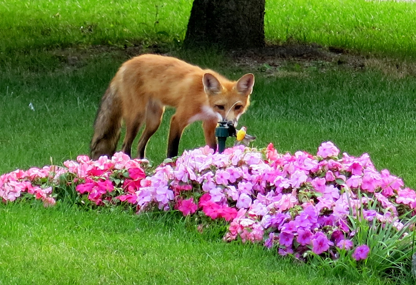 ChumpletWrites: What's Happening?