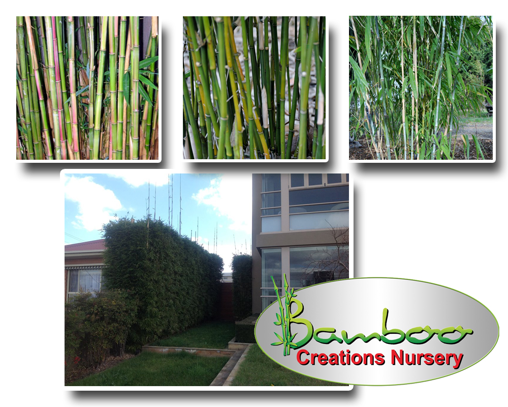 Bamboo Creations Victoria: State Rose and Garden show and Coloured Bamboo