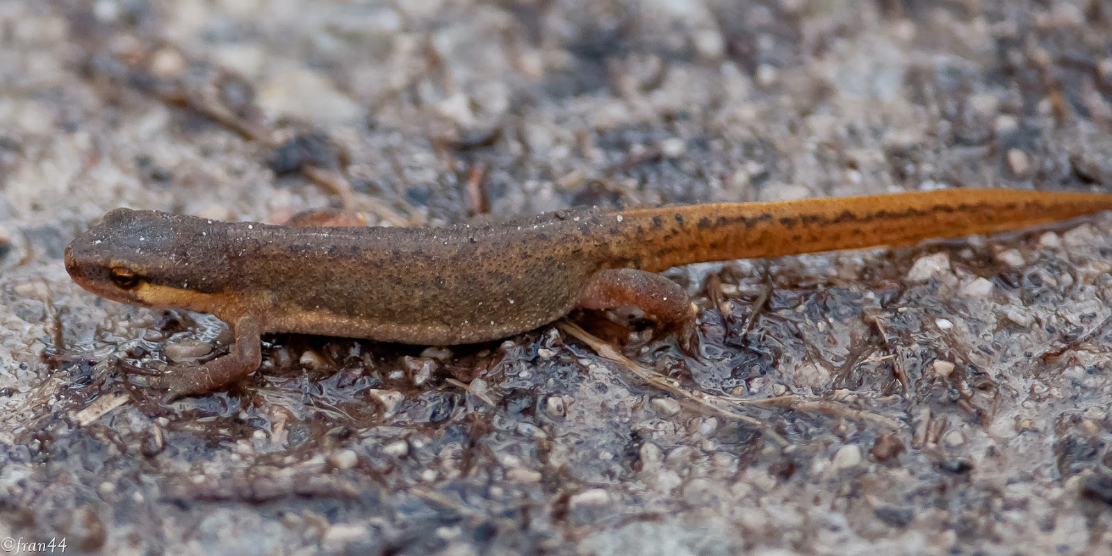 Calderdale Wildlife: NEWT ID PLEASE