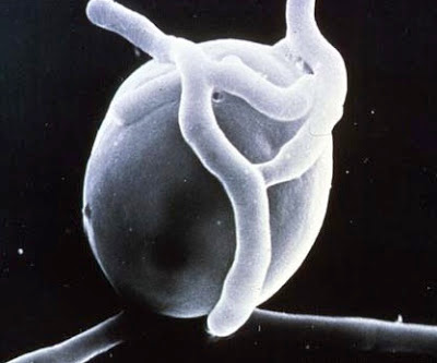 CUADERNO DE CAMPO del Treparriscos: Historia de un alga llamada ...