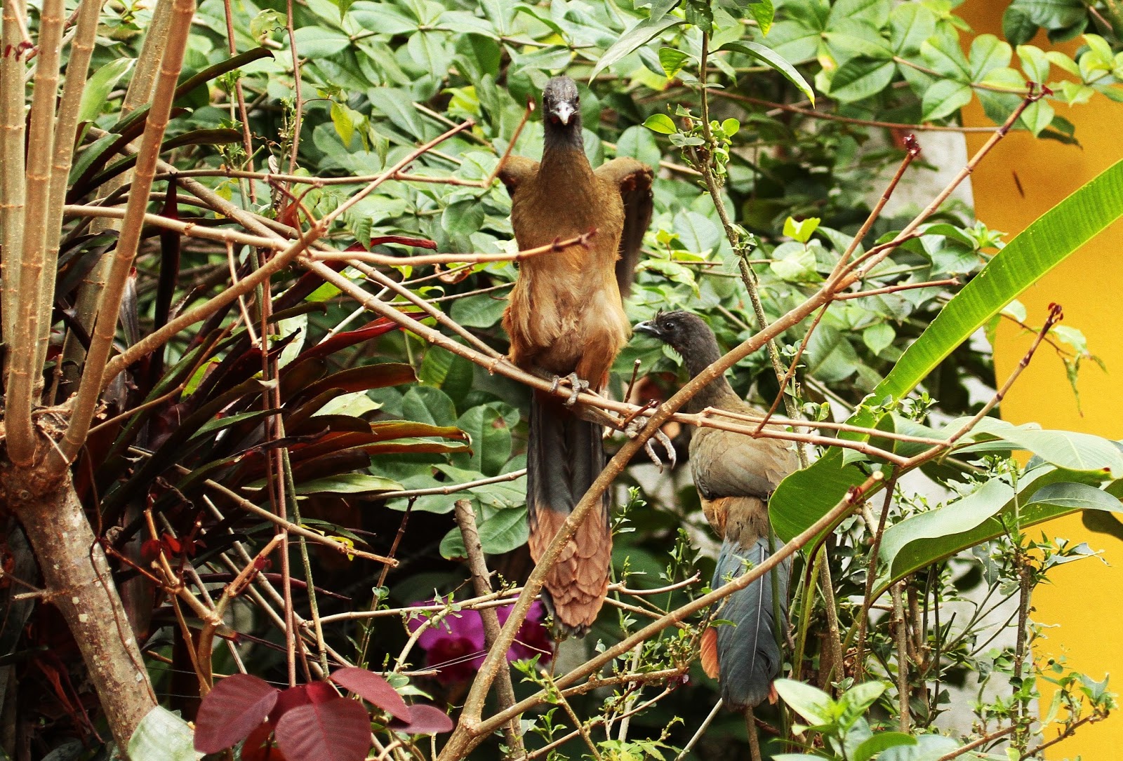 Nuestro bello mundo...: Rufous-vented Chachalaca, Ortalis ruficauda ...