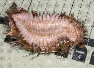 Opinião Mijiniana: O uso tecnológico e doméstico dos ratos do mar