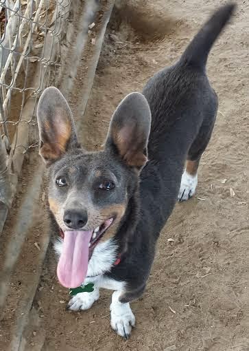 Rescued Ratties Dog Blog: Introducing Gorky!