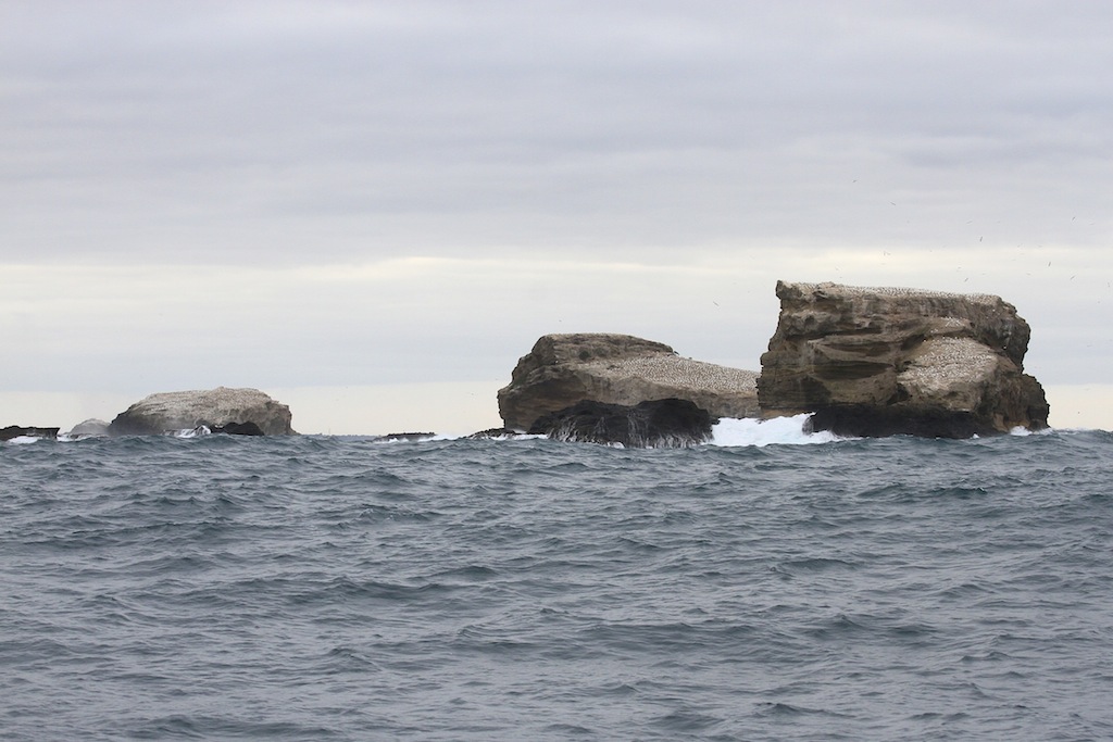 Jennifer Spry's Birding Blog: Portland Pelagic 5th May