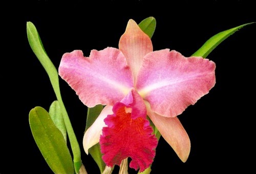 Híbridos Argentinos Registrados en la R.H.S.: Rhyncholaeliocattleya ...