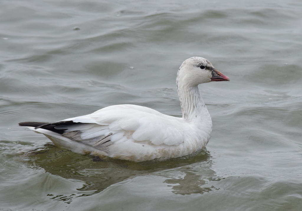 Earth and Space News: North American Ross's Geese Habitats From Canada ...