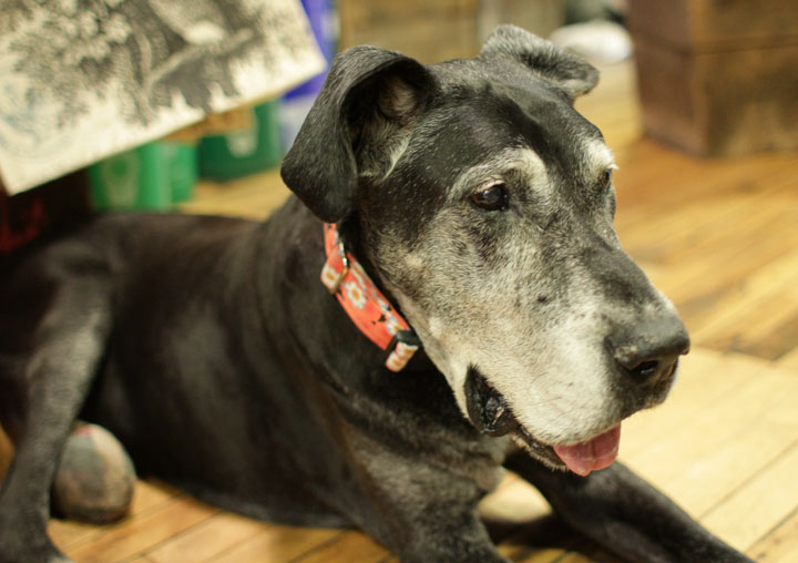 Update on Beth, the old Great Dane