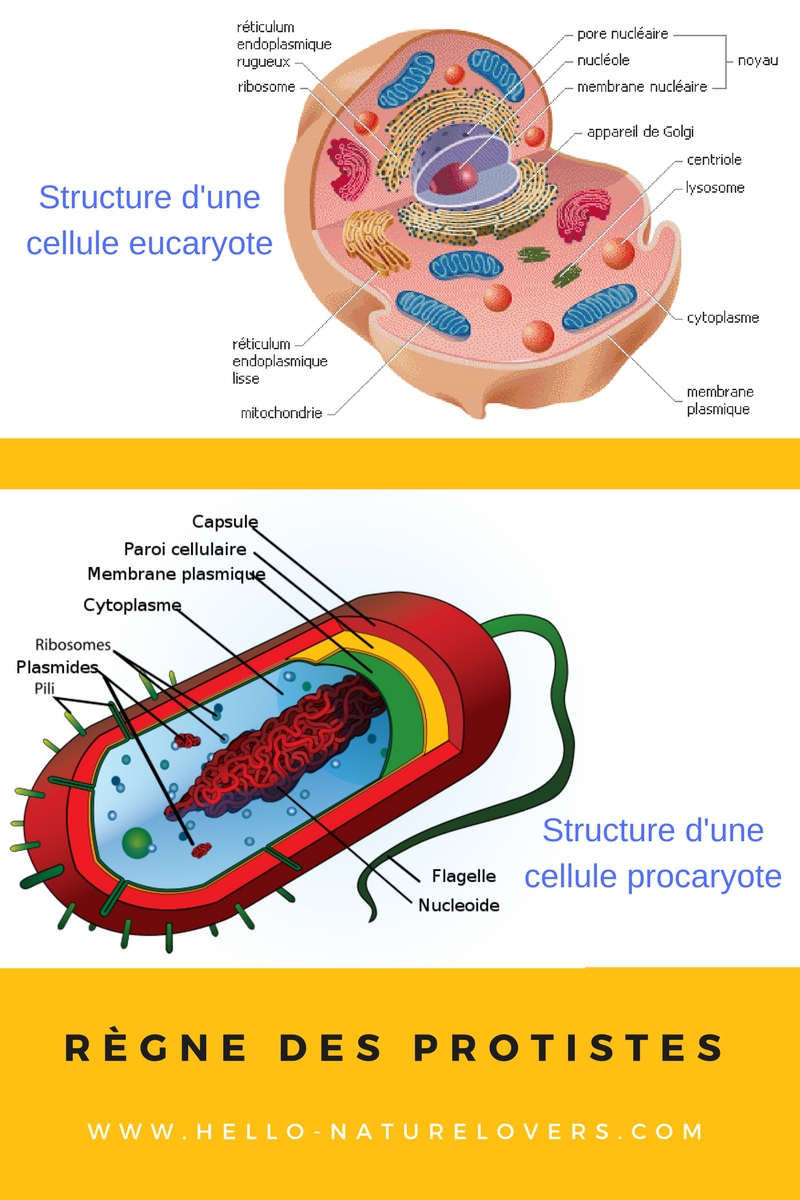 Le règne des protistes, signification et classification. - LaScientifique