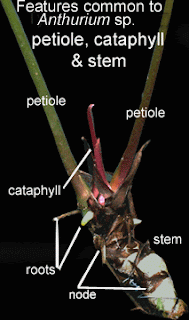 Growing Anthurium Plants: PHYSICAL FEATURES OF THE ANTHURIUM